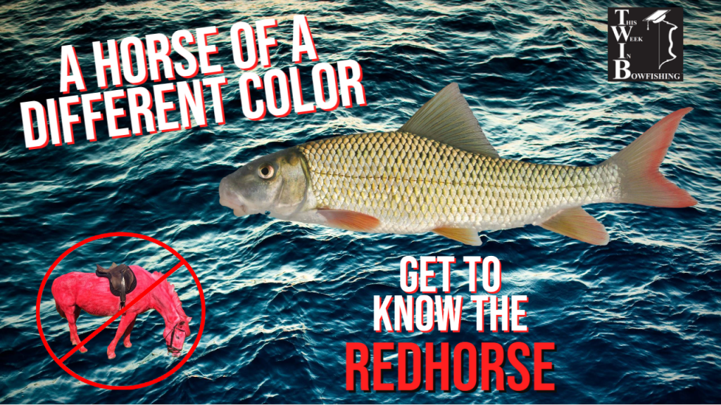 Fish Profiles – This Week In Bowfishing