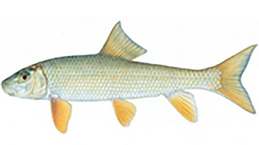 Redhorse Species – Identification and Distribution – This Week In ...