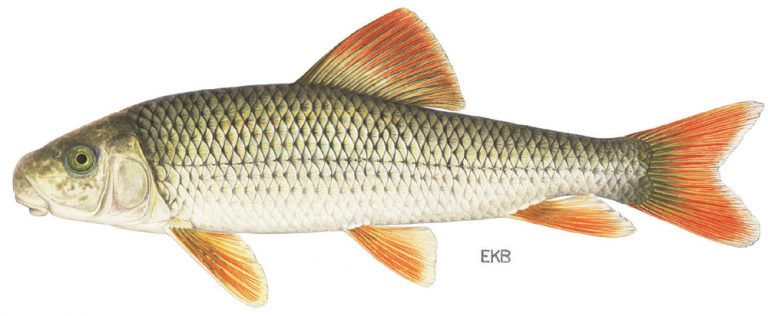 Redhorse Species – Identification and Distribution – This Week In ...