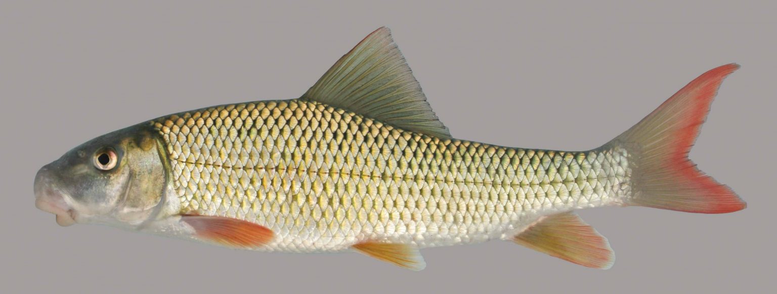 Redhorse Species – Identification and Distribution – This Week In ...