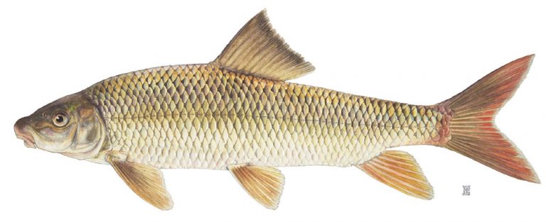 Redhorse Species – Identification and Distribution – This Week In ...