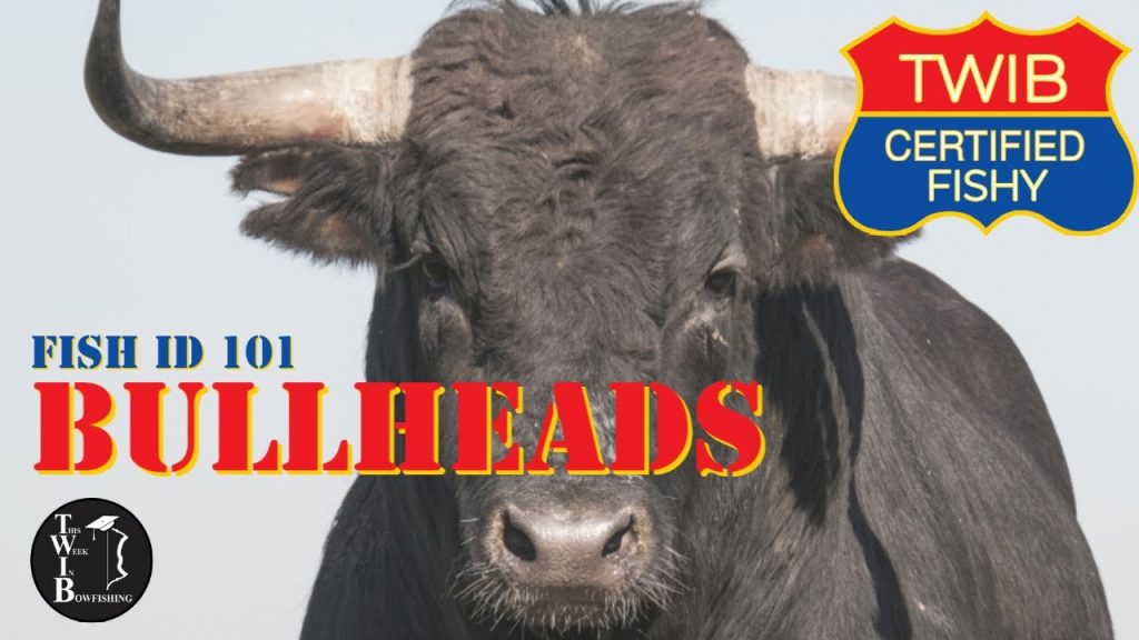 Fish Profiles – This Week In Bowfishing